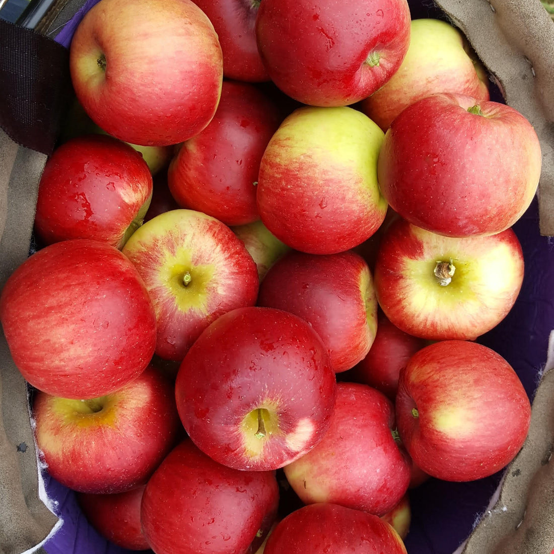 Apple Orchard In Eau Claire, WI | The Glass Orchard